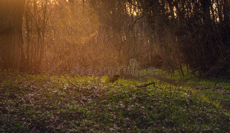 Spring nature stock image. Image of brown, spring, sunset - 210439253