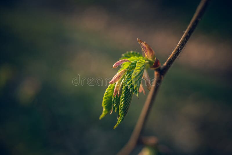 Spring nature stock photo. Image of beauty, leaf, dawn - 210440606