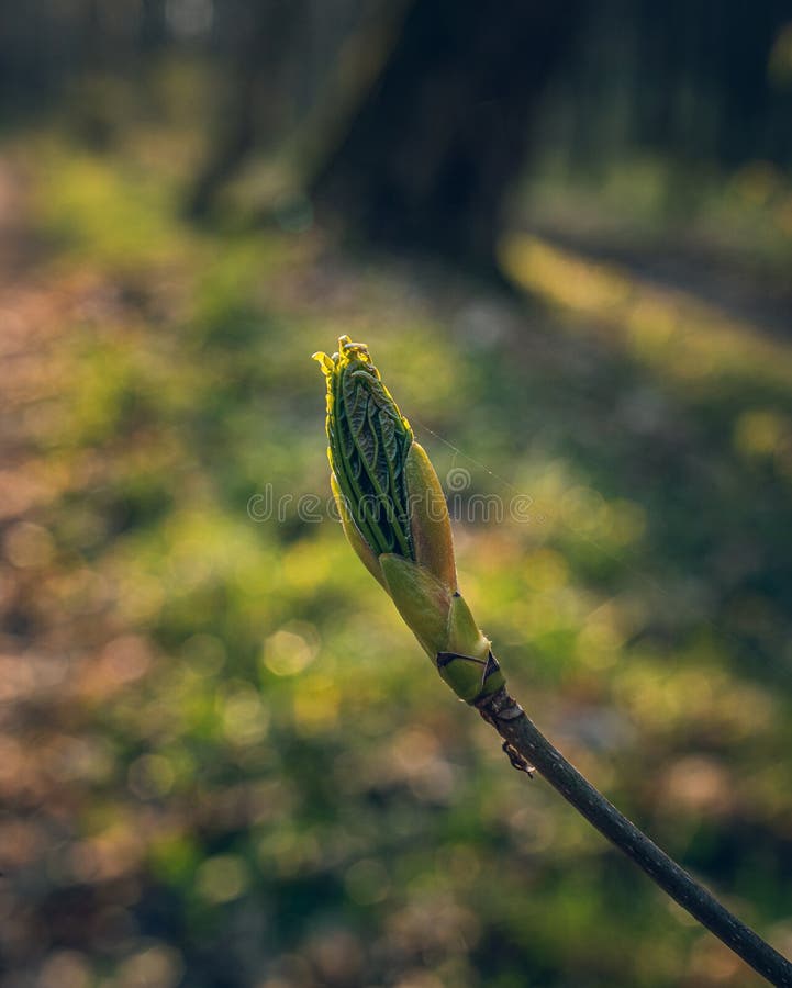 Spring nature stock photo. Image of nature, sunrize - 210440652