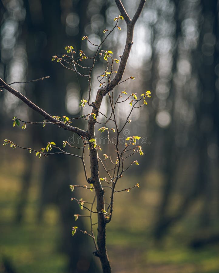 Spring nature stock image. Image of water, morning, leaf - 210440807