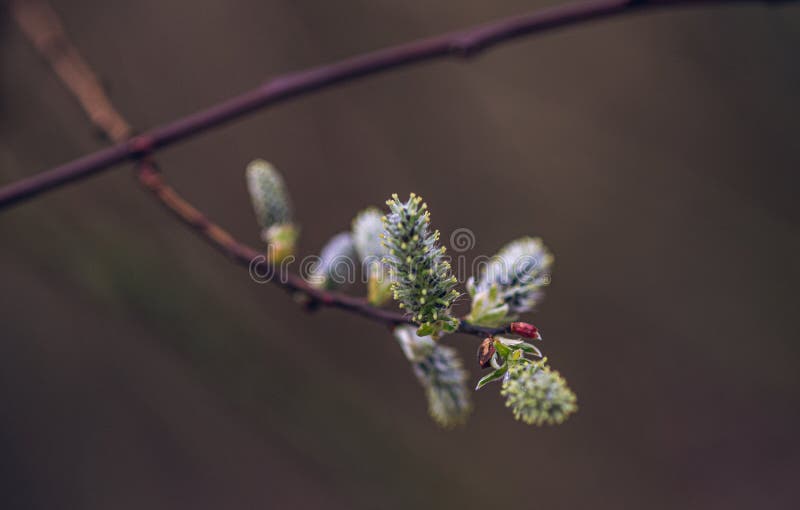 Spring nature stock image. Image of spring, green, dawn - 234952467