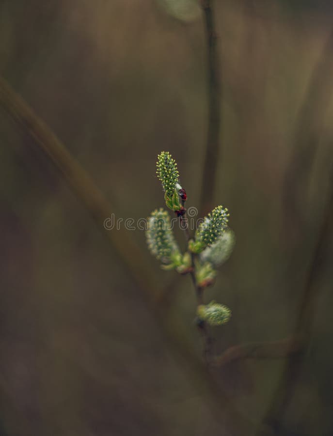 Spring nature stock image. Image of spring, beauty, water - 234952475