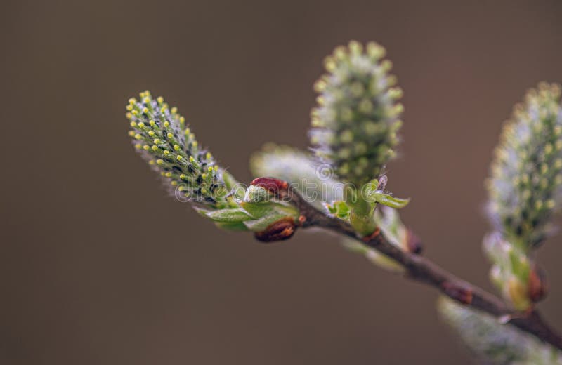 Spring nature stock image. Image of leaf, spring, nature - 234952483