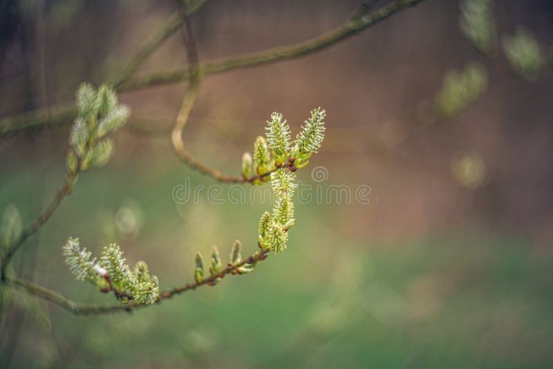 Spring nature stock photo. Image of plant, beauty, water - 234952510