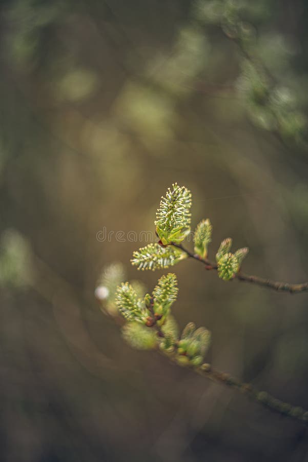 Spring nature stock image. Image of brown, water, sunset - 234952515
