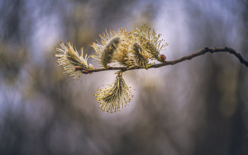 Spring nature stock photo. Image of leaves, brown, nature - 234952530