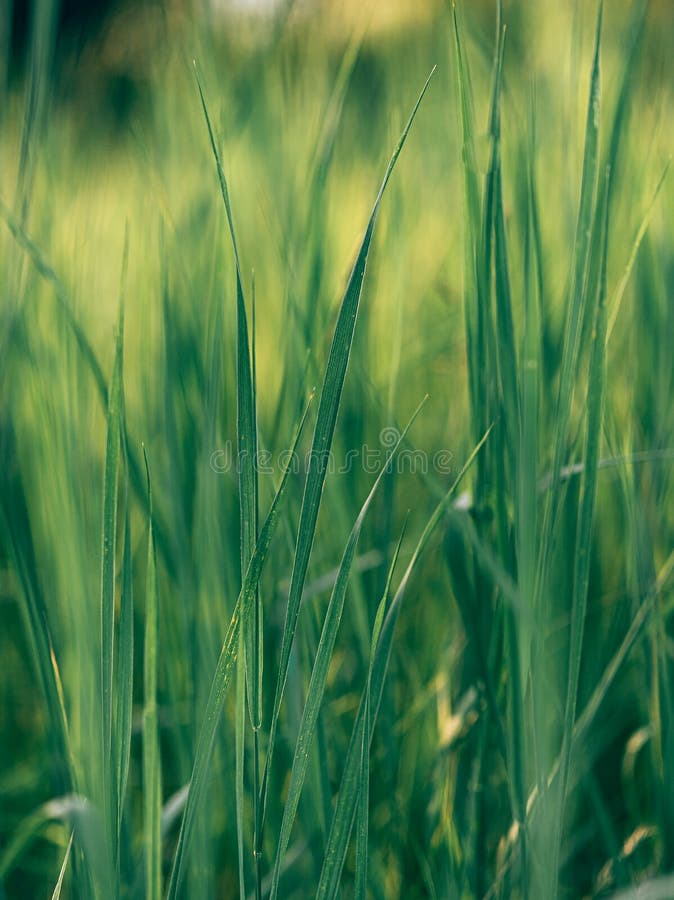 Spring nature stock image. Image of ground, nature, spring - 234955147