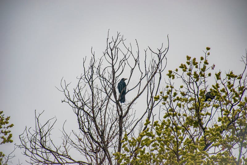 Spring Nature Photo in Park Stock Photo - Image of lights, traffic ...