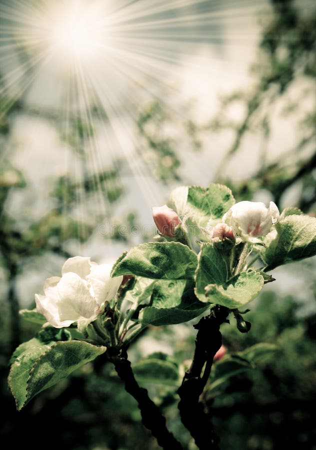 Spring Nature in Retro Style Stock Image - Image of grunde, futuristic ...