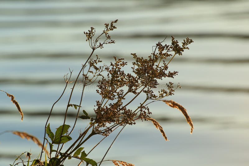 Spring nature stock image. Image of scenery, light, spring - 219079993