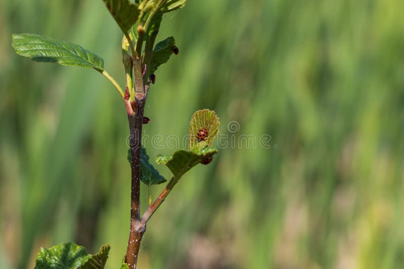Spring Nature. There are Insects on the Reed Leaves by the Pond Stock ...