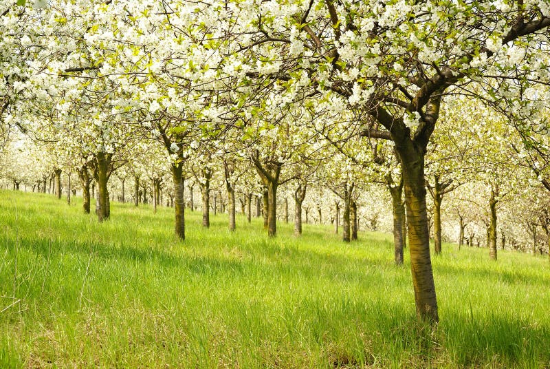 Spring Nature Landscape Mountain Stock Image - Image of greenness ...