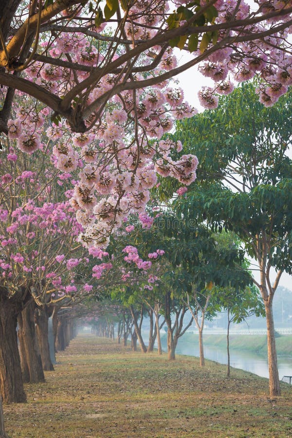 Spring nature stock image. Image of trees, romance, romantic - 70599055