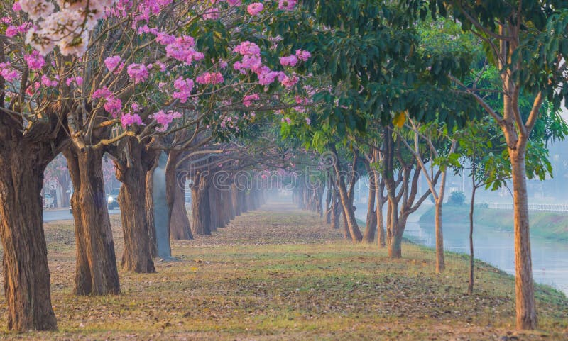 Spring nature stock image. Image of morning, trees, asia - 70599703