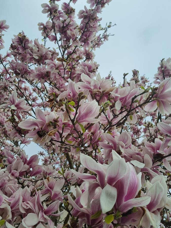 Spring nature white stock image. Image of pink, fruit - 245569643