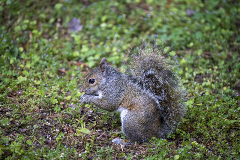 Squirrel on the Ground stock image. Image of grass, nature - 379449443