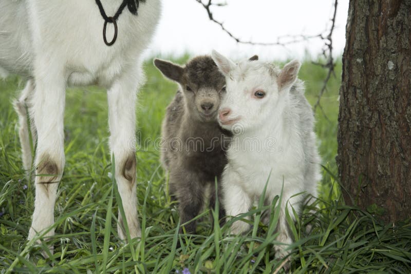 Spring Near the Bushes Stands a Goat with Two Young Goats. Stock Image ...