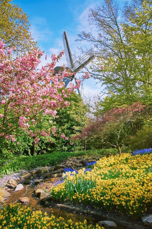 Spring in Netherlands stock photo. Image of flower, environmental ...