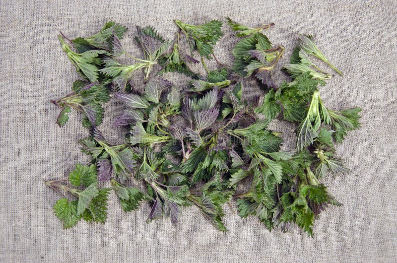 Spring Nettle Fresh Sprouts on Linen Cloth Stock Photo - Image of plant ...
