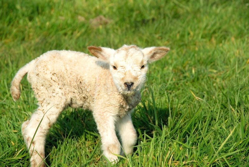 Sheep stock image. Image of babyish, cherub, bambino, mother - 2163273