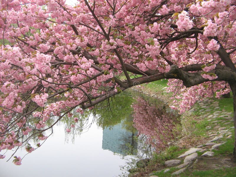 Spring in New England stock image. Image of spring, england - 12354959