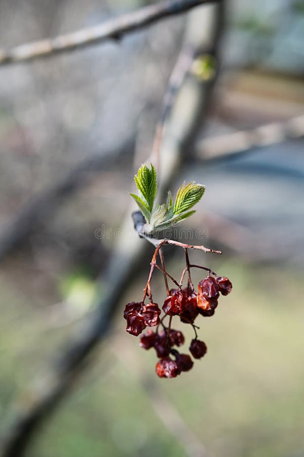 Spring New Leaves with Old Rowan Berries on Branch, Selective Focus ...