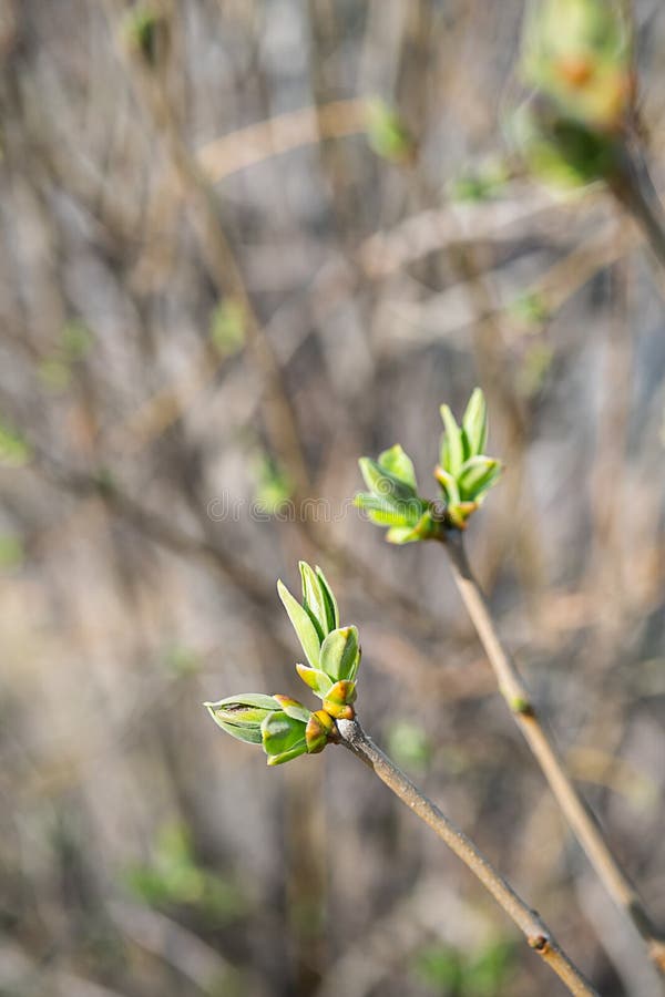 Spring New Leaves, Selective Focus. Tree Buds Bloom on Branch, Close Up ...