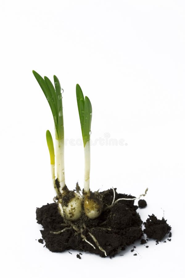 Spring new life stock image. Image of green, plant, symbols - 4630041