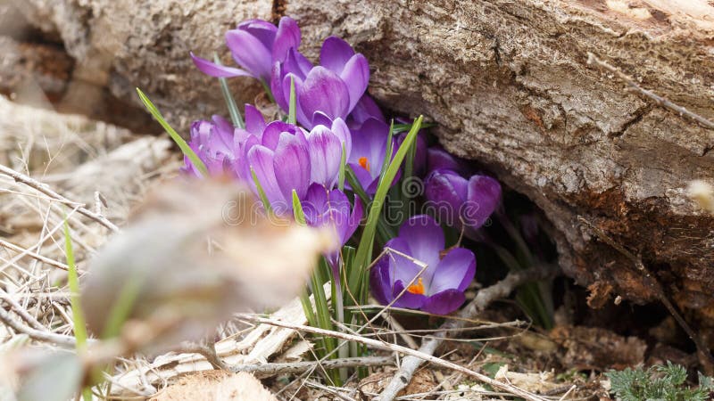 Spring Newly Bloomed Purple Crocus Flowers Growing from Under the Trunk ...
