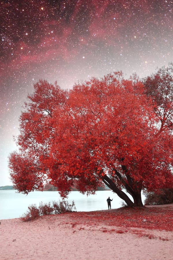 Spring Night Infrared Photography. Stock Photo - Image of light ...