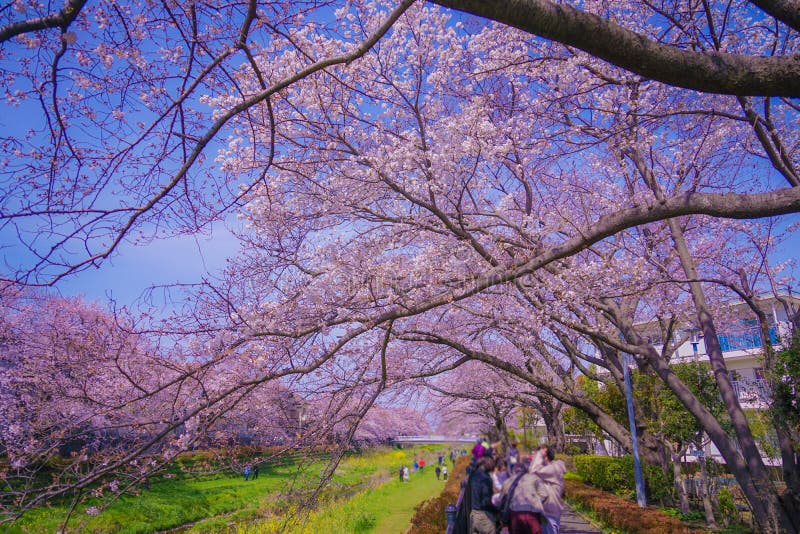 Spring of Nogawa (Chofu City, Tokyo) Stock Image - Image of fuka ...