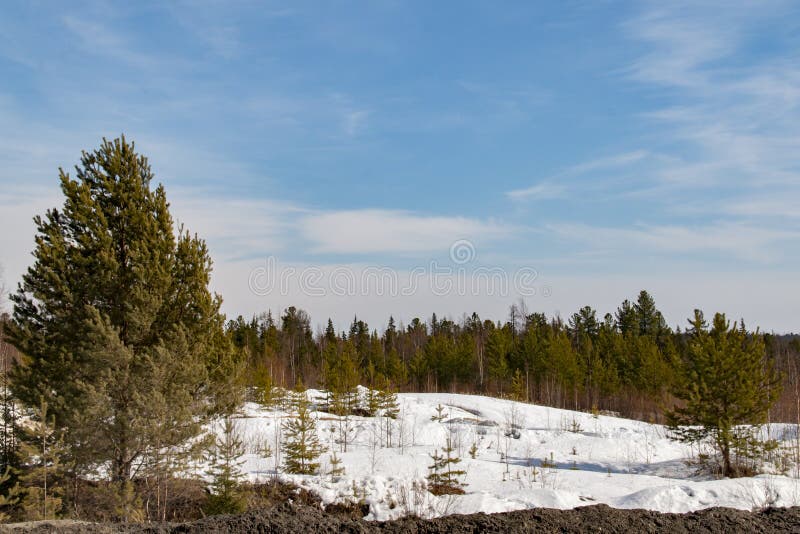 Spring in the Taiga - the First Warm Days Stock Photo - Image of rays ...