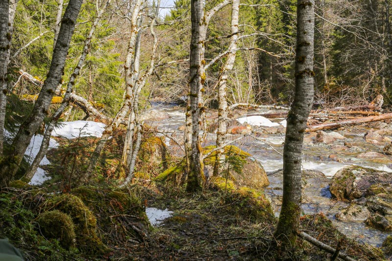 Spring in Norway stock photo. Image of water, forest - 182450190
