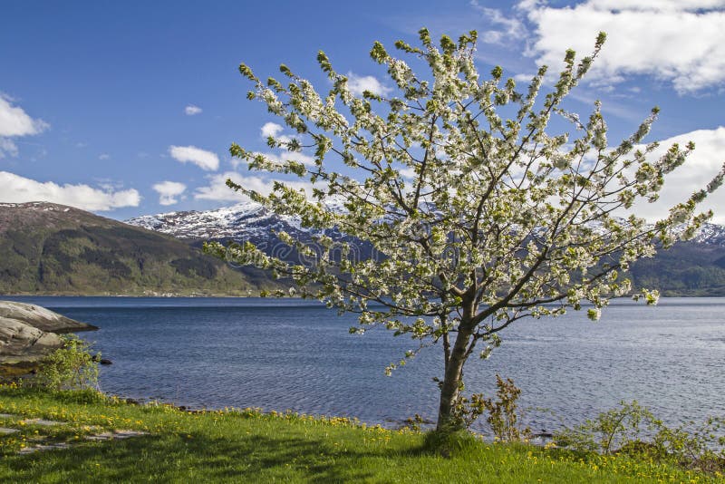 Spring in Norway stock photo. Image of sunny, scandinavia - 42627644