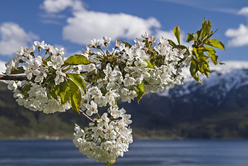 Spring in Norway stock image. Image of scandinavia, norway - 43213053