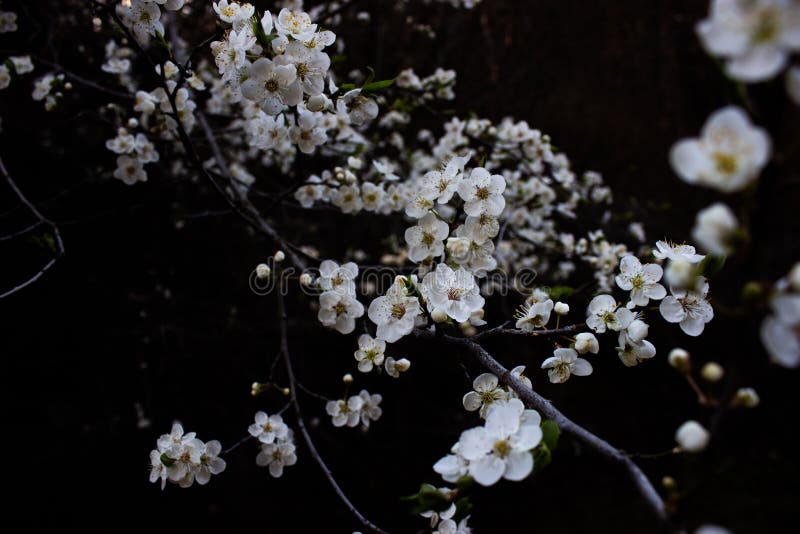 Spring now hear stock photo. Image of floral, spring - 179571882