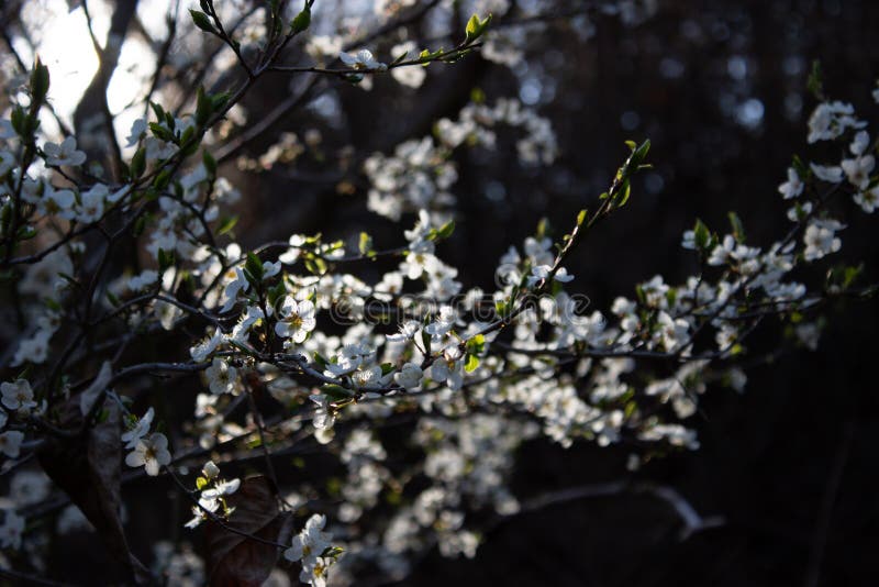 Spring now hear stock image. Image of contrast, floral - 179571883