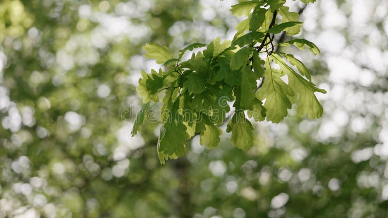 Spring Oak Branch with Leaves Stock Photo - Image of environment ...