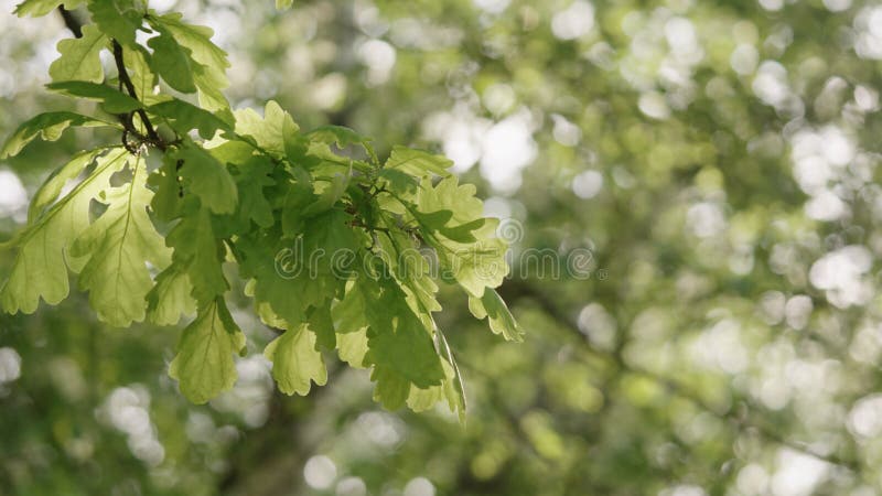 Spring Oak Branch with Leaves Stock Photo - Image of fresh, forest ...