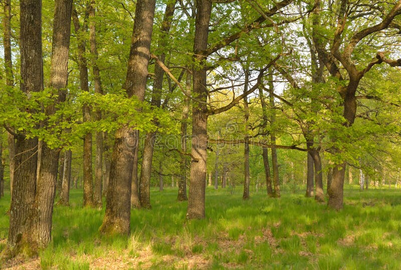 Spring oak fores stock photo. Image of bright, life, hiking - 87261446