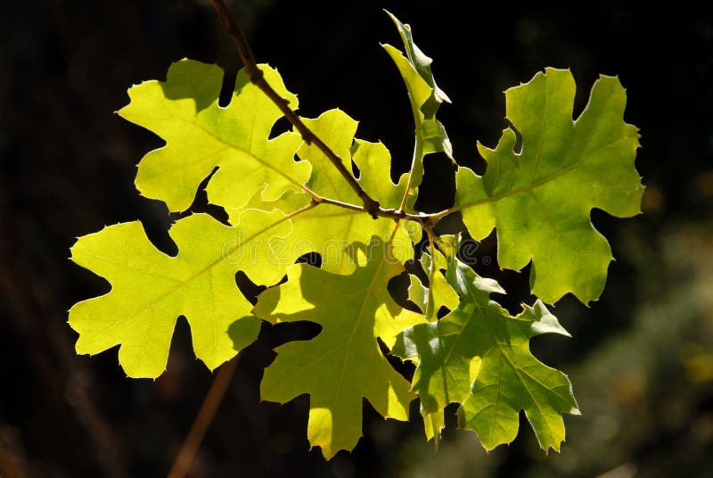 Spring Oak Leaves stock image. Image of plants, sunlight - 4062553