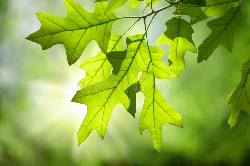 Spring Oak Leaves on Branch Against Green Forest Canopy Stock Image ...