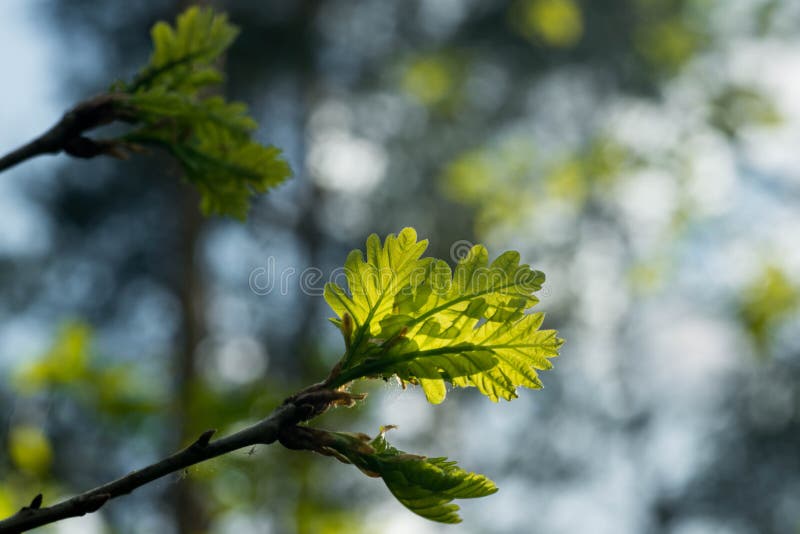 Spring oak leaves stock photo. Image of bright, growth - 92448408