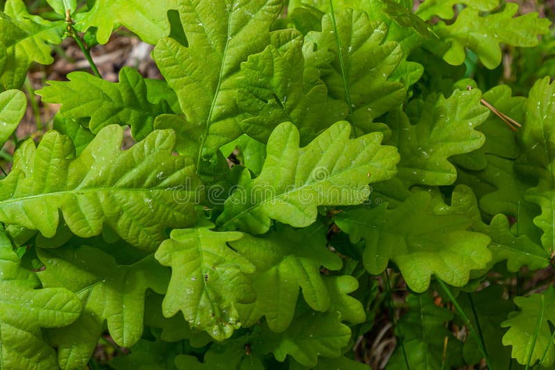 Spring Oak Leaves on a Dark Background. Tree Branches with Fresh Green ...