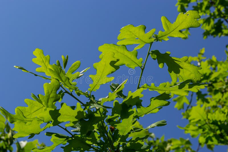 Spring Oak Leaves on a Dark Background. Tree Branches with Fresh Green ...