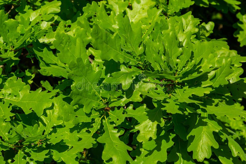 Spring Oak Leaves on a Dark Background. Tree Branches with Fresh Green ...