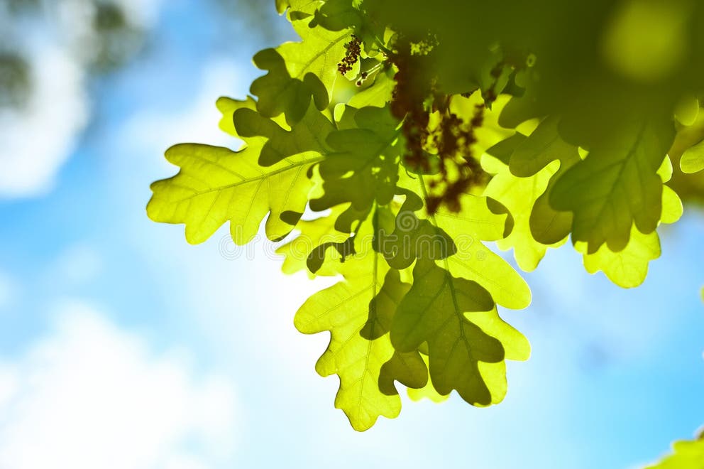 Spring oak leaves stock image. Image of bright, forest - 32354905