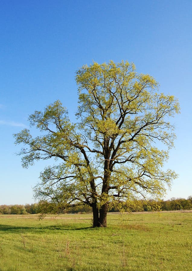 Spring oak tree stock image. Image of march, leaf, environment - 13530201