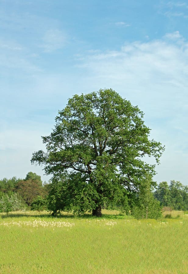 Row of Oak trees stock image. Image of meadow, grass, bark - 7485233