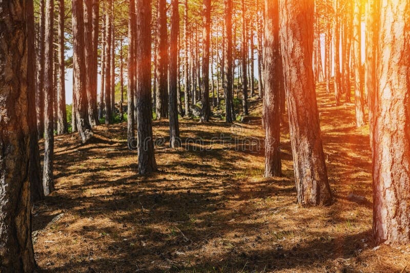 Spring oak tree stock image. Image of forest, rural, beautiful - 92795427